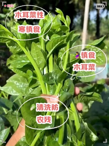 木耳菜不能和什么一起吃_木耳菜哪些人不能吃-第1张图片-山城妙识