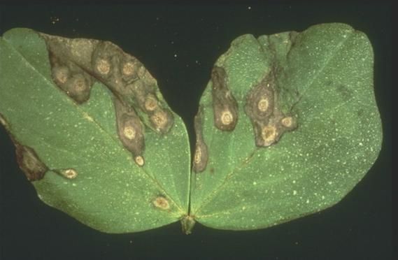 蚕豆病图片_蚕豆病症状有哪些-第2张图片-山城妙识 蚕豆病图片_蚕豆病症状有哪些-第2张图片-山城妙识