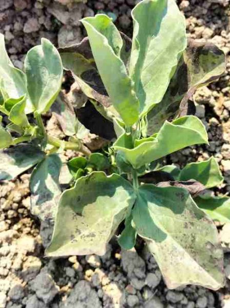 蚕豆病图片_蚕豆病症状有哪些-第3张图片-山城妙识 蚕豆病图片_蚕豆病症状有哪些-第3张图片-山城妙识