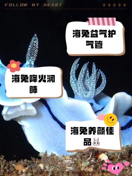 海兔长什么样子_海兔和海参的区别-第1张图片-山城妙识 海兔长什么样子_海兔和海参的区别-第1张图片-山城妙识