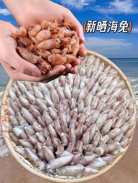 海兔长什么样子_海兔和海参的区别-第3张图片-山城妙识 海兔长什么样子_海兔和海参的区别-第3张图片-山城妙识