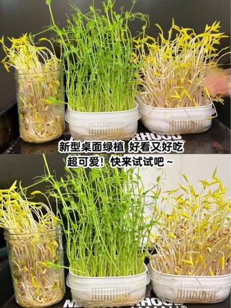 芽菜怎么保存_芽菜和豆芽的区别-第2张图片-山城妙识
