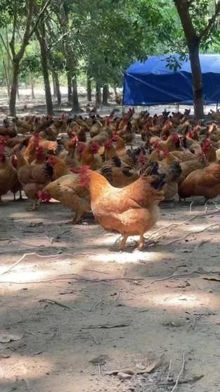 海南文昌鸡养殖基地在哪里_正宗文昌鸡怎么挑选-第3张图片-山城妙识