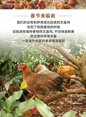 海南文昌鸡养殖基地在哪里_正宗文昌鸡怎么挑选-第1张图片-山城妙识