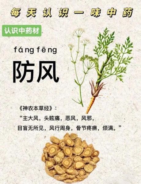 防风的功效与作用及禁忌_哪些人不能吃防风-第2张图片-山城妙识