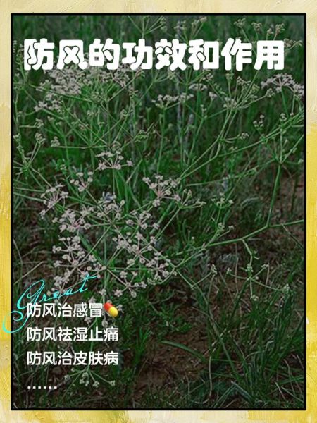 防风的功效与作用及禁忌_哪些人不能吃防风-第3张图片-山城妙识