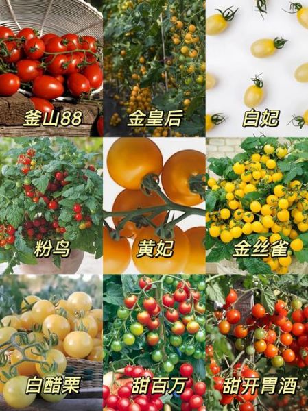 西红柿图片大全_西红柿品种图片怎么区分-第2张图片-山城妙识