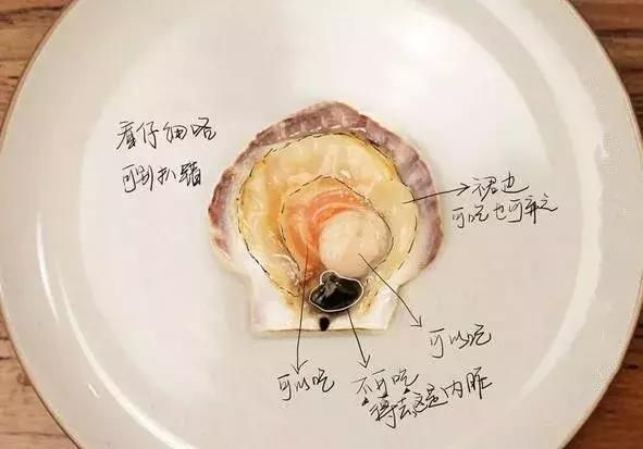 冷冻扇贝肉哪里不能吃_怎么分辨有毒部位-第2张图片-山城妙识