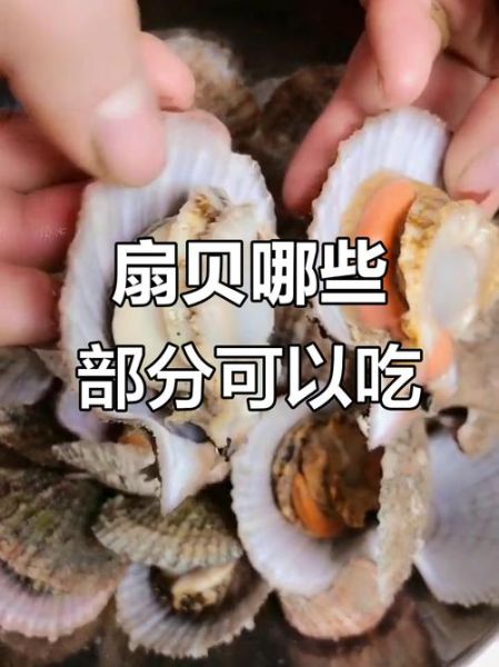 冷冻扇贝肉哪里不能吃_怎么分辨有毒部位-第1张图片-山城妙识