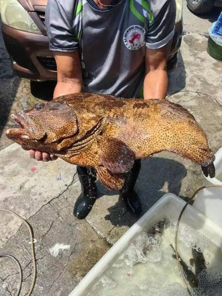 老虎斑长什么样_老虎斑多少钱一斤-第3张图片-山城妙识