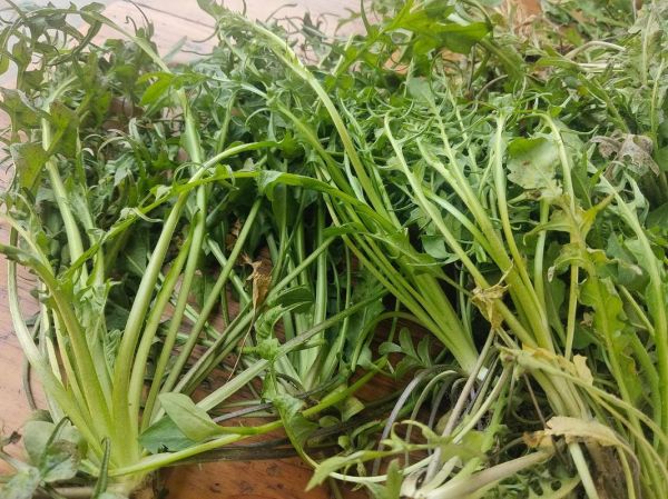 地菜子是什么_地菜子怎么吃-第2张图片-山城妙识