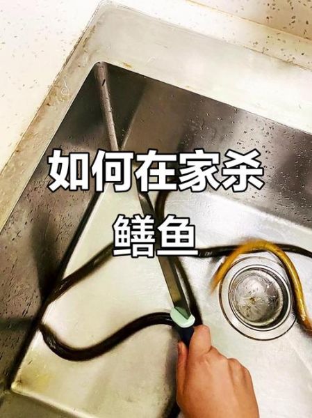 鳝鱼怎么杀_鳝鱼怎么洗-第2张图片-山城妙识 鳝鱼怎么杀_鳝鱼怎么洗-第2张图片-山城妙识
