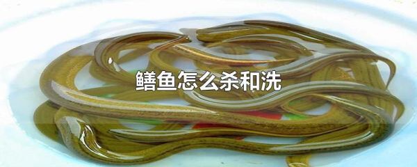 鳝鱼怎么杀_鳝鱼怎么洗-第3张图片-山城妙识 鳝鱼怎么杀_鳝鱼怎么洗-第3张图片-山城妙识
