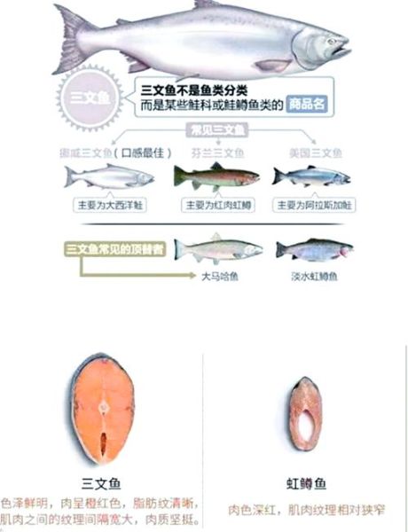 虹鳟鱼和三文鱼的区别_怎么分辨真假三文鱼-第3张图片-山城妙识 虹鳟鱼和三文鱼的区别_怎么分辨真假三文鱼-第3张图片-山城妙识