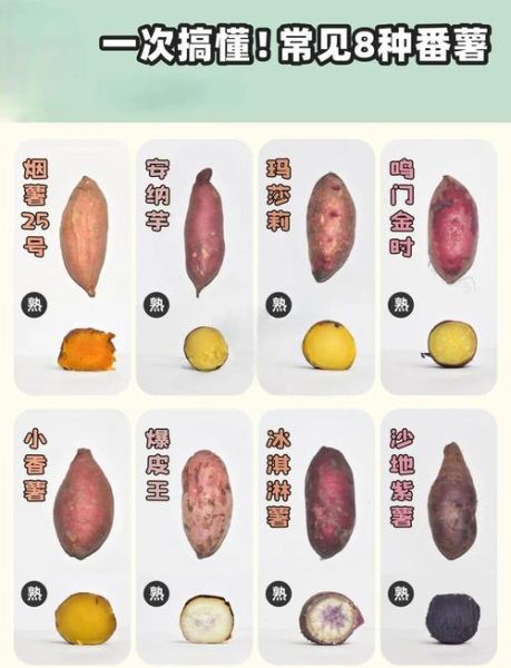 红薯品种大全图_哪种最好吃-第1张图片-山城妙识