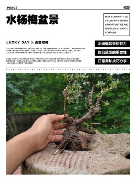 水杨梅怎么养_水杨梅盆景多久浇一次水-第2张图片-山城妙识