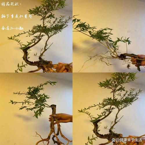 水杨梅怎么养_水杨梅盆景多久浇一次水-第1张图片-山城妙识