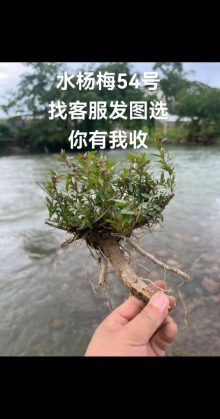 水杨梅怎么养_水杨梅盆景多久浇一次水-第3张图片-山城妙识