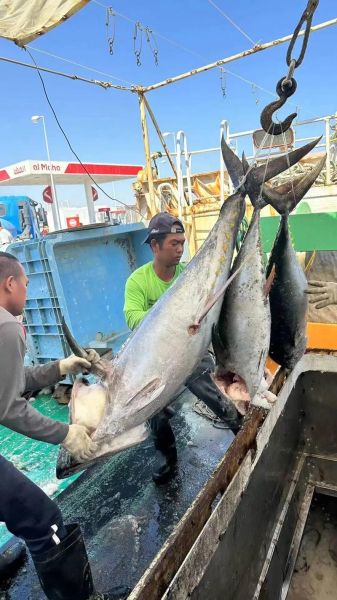 冷冻金枪鱼可以生吃吗_冷冻金枪鱼生吃安全吗-第1张图片-山城妙识 冷冻金枪鱼可以生吃吗_冷冻金枪鱼生吃安全吗-第1张图片-山城妙识
