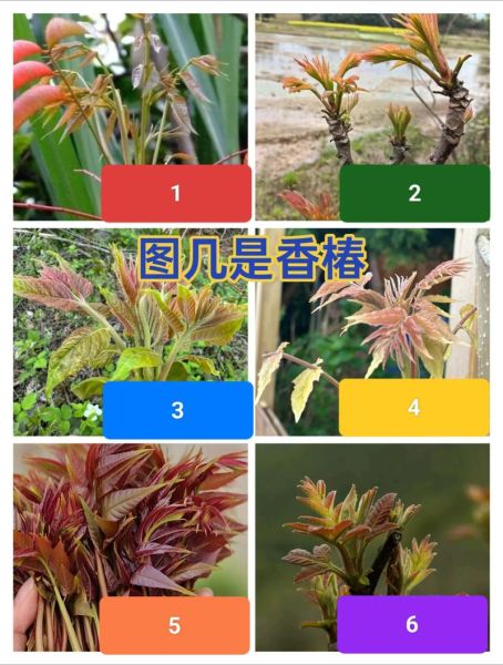 7月8月香椿还能吃吗_老叶与嫩芽区别-第1张图片-山城妙识 7月8月香椿还能吃吗_老叶与嫩芽区别-第1张图片-山城妙识