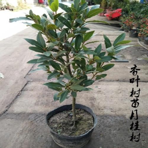香叶树苗怎么种_香叶树苗价格多少钱一棵-第3张图片-山城妙识 香叶树苗怎么种_香叶树苗价格多少钱一棵-第3张图片-山城妙识