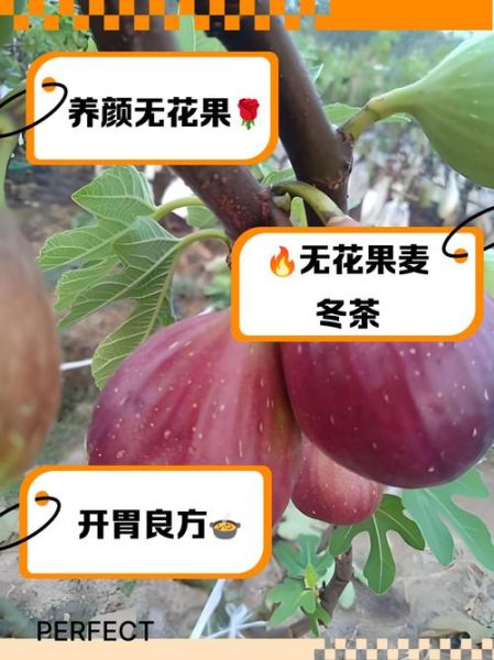 无花果对男性性功能好吗_无花果男人吃了壮阳吗-第1张图片-山城妙识 无花果对男性性功能好吗_无花果男人吃了壮阳吗-第1张图片-山城妙识