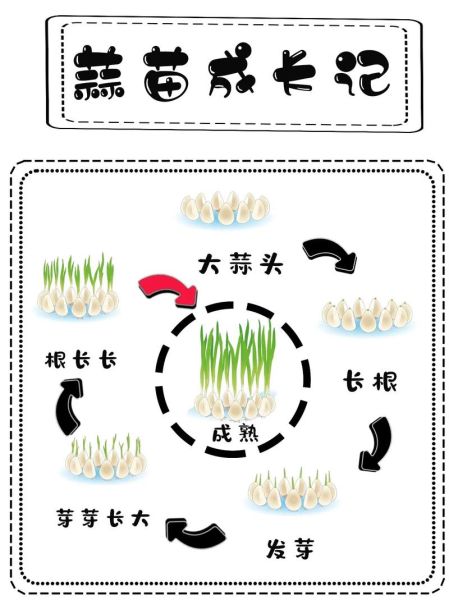种大蒜方法步骤_大蒜种植视频教程-第2张图片-山城妙识 种大蒜方法步骤_大蒜种植视频教程-第2张图片-山城妙识