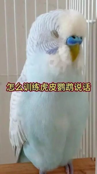 鹦鹉怎么训练说话_鹦鹉能活多久-第2张图片-山城妙识 鹦鹉怎么训练说话_鹦鹉能活多久-第2张图片-山城妙识