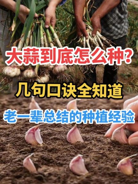 种大蒜方法步骤_大蒜种植视频教程-第3张图片-山城妙识 种大蒜方法步骤_大蒜种植视频教程-第3张图片-山城妙识