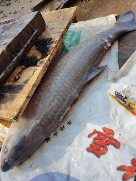 20斤大青鱼怎么做好吃_大青鱼的家常做法-第2张图片-山城妙识 20斤大青鱼怎么做好吃_大青鱼的家常做法-第2张图片-山城妙识