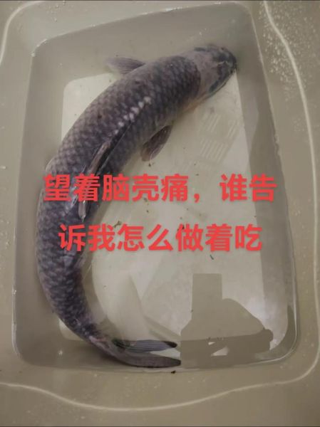 20斤大青鱼怎么做好吃_大青鱼的家常做法-第3张图片-山城妙识 20斤大青鱼怎么做好吃_大青鱼的家常做法-第3张图片-山城妙识