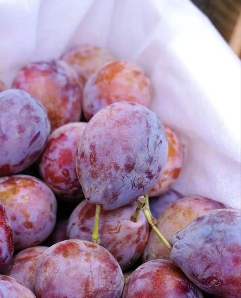 新鲜西梅多少钱一斤_西梅价格为什么波动大-第2张图片-山城妙识 新鲜西梅多少钱一斤_西梅价格为什么波动大-第2张图片-山城妙识