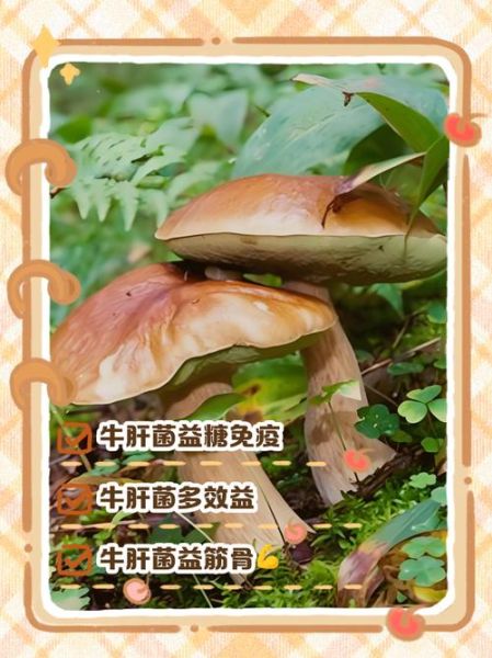 牛肝菌的功效与作用_牛肝菌怎么吃最好-第1张图片-山城妙识