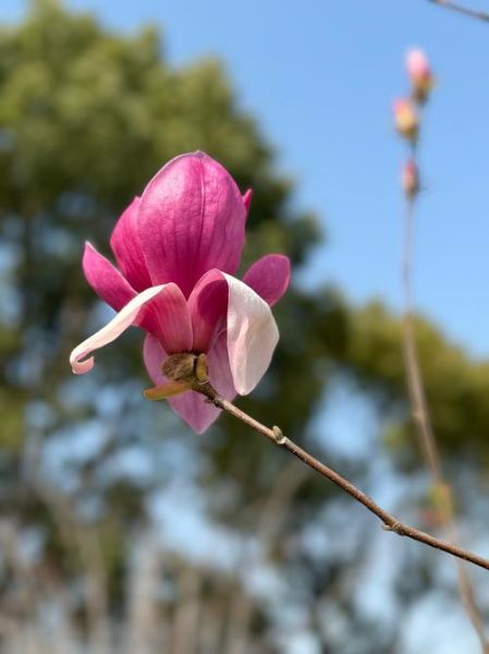 春天有哪些花_春天开的花有哪些-第2张图片-山城妙识 春天有哪些花_春天开的花有哪些-第2张图片-山城妙识