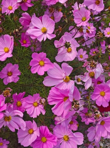 春天有哪些花_春天开的花有哪些-第3张图片-山城妙识 春天有哪些花_春天开的花有哪些-第3张图片-山城妙识