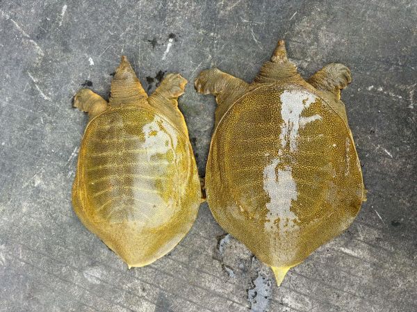 水鱼养殖场图片大全_如何挑选优质水鱼-第3张图片-山城妙识