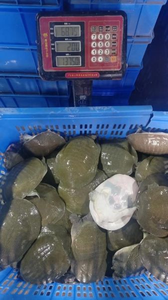 水鱼养殖场图片大全_如何挑选优质水鱼-第1张图片-山城妙识