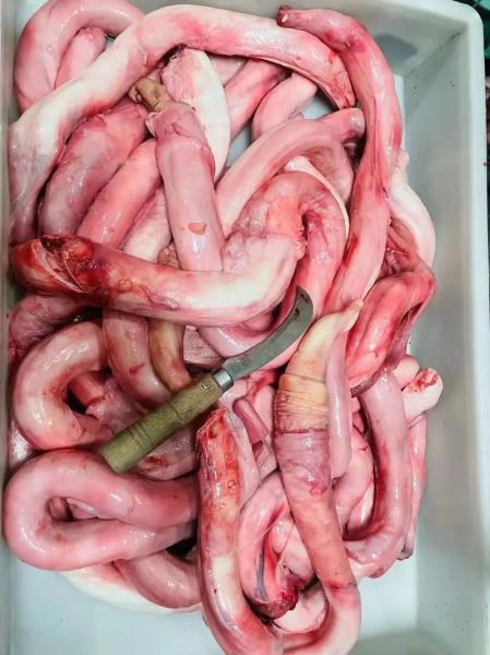 牛鞭长在什么部位_牛鞭真实照片长什么样-第1张图片-山城妙识