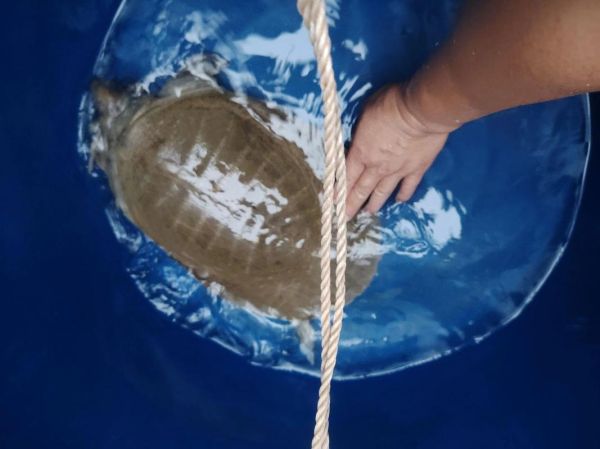 水鱼养殖场图片大全_如何挑选优质水鱼-第2张图片-山城妙识