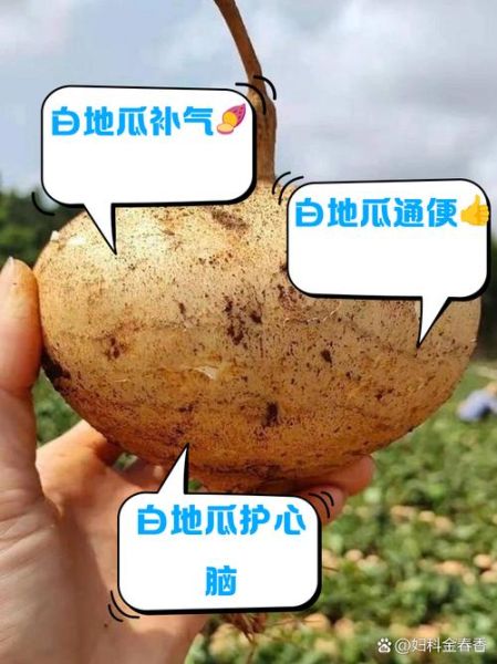 白地瓜的禁忌人群有哪些_白地瓜吃多了有什么副作用-第1张图片-山城妙识 白地瓜的禁忌人群有哪些_白地瓜吃多了有什么副作用-第1张图片-山城妙识