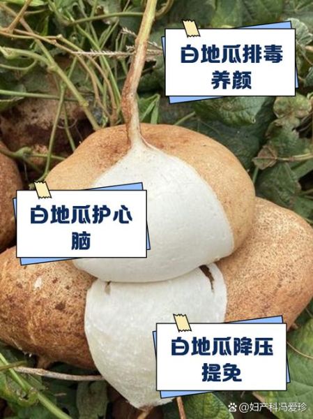 白地瓜的禁忌人群有哪些_白地瓜吃多了有什么副作用-第3张图片-山城妙识 白地瓜的禁忌人群有哪些_白地瓜吃多了有什么副作用-第3张图片-山城妙识