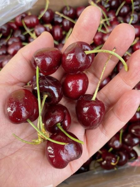 车厘子冬天吃是反季吗_冬天吃车厘子好吗-第1张图片-山城妙识