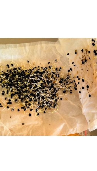 韭菜籽怎么种发芽快_韭菜籽几天能发芽-第1张图片-山城妙识