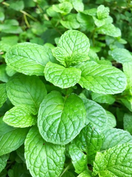薄荷叶图片高清_薄荷叶长什么样子-第1张图片-山城妙识