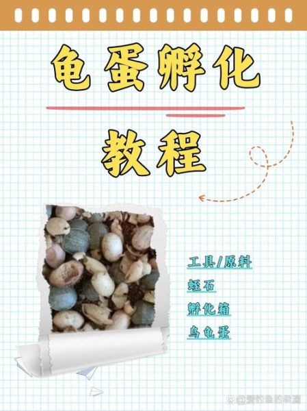 乌龟蛋怎么孵化_乌龟蛋孵化需要多少天-第1张图片-山城妙识