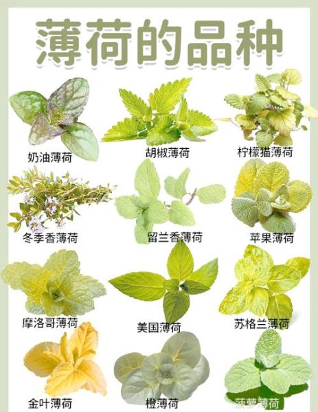 哪种薄荷可以生吃_薄荷品种食用安全指南-第2张图片-山城妙识