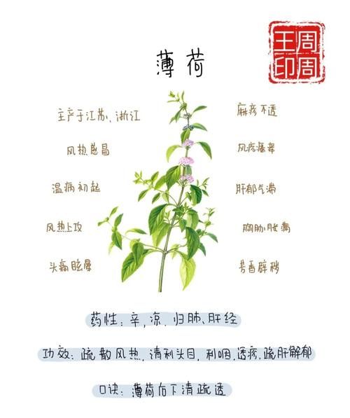 哪种薄荷可以生吃_薄荷品种食用安全指南-第1张图片-山城妙识