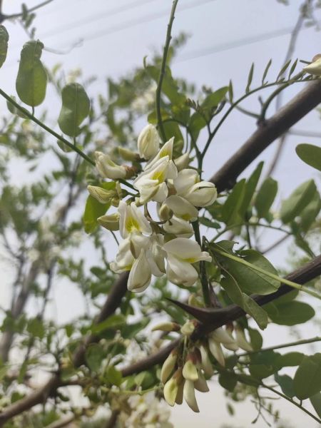 蒸洋槐花的做法大全_洋槐花蒸多久才熟-第3张图片-山城妙识
