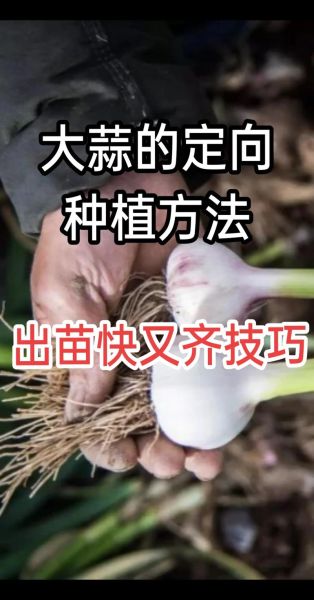 大蒜什么时候种最合适_大蒜种植方法视频教程-第1张图片-山城妙识