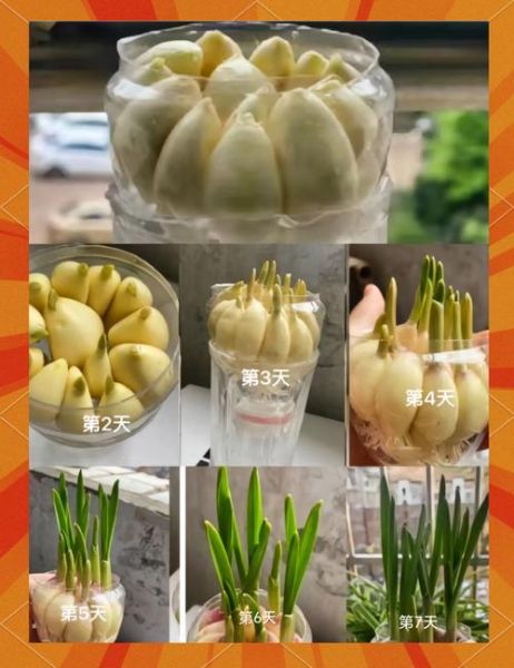 大蒜什么时候种最合适_大蒜种植方法视频教程-第3张图片-山城妙识